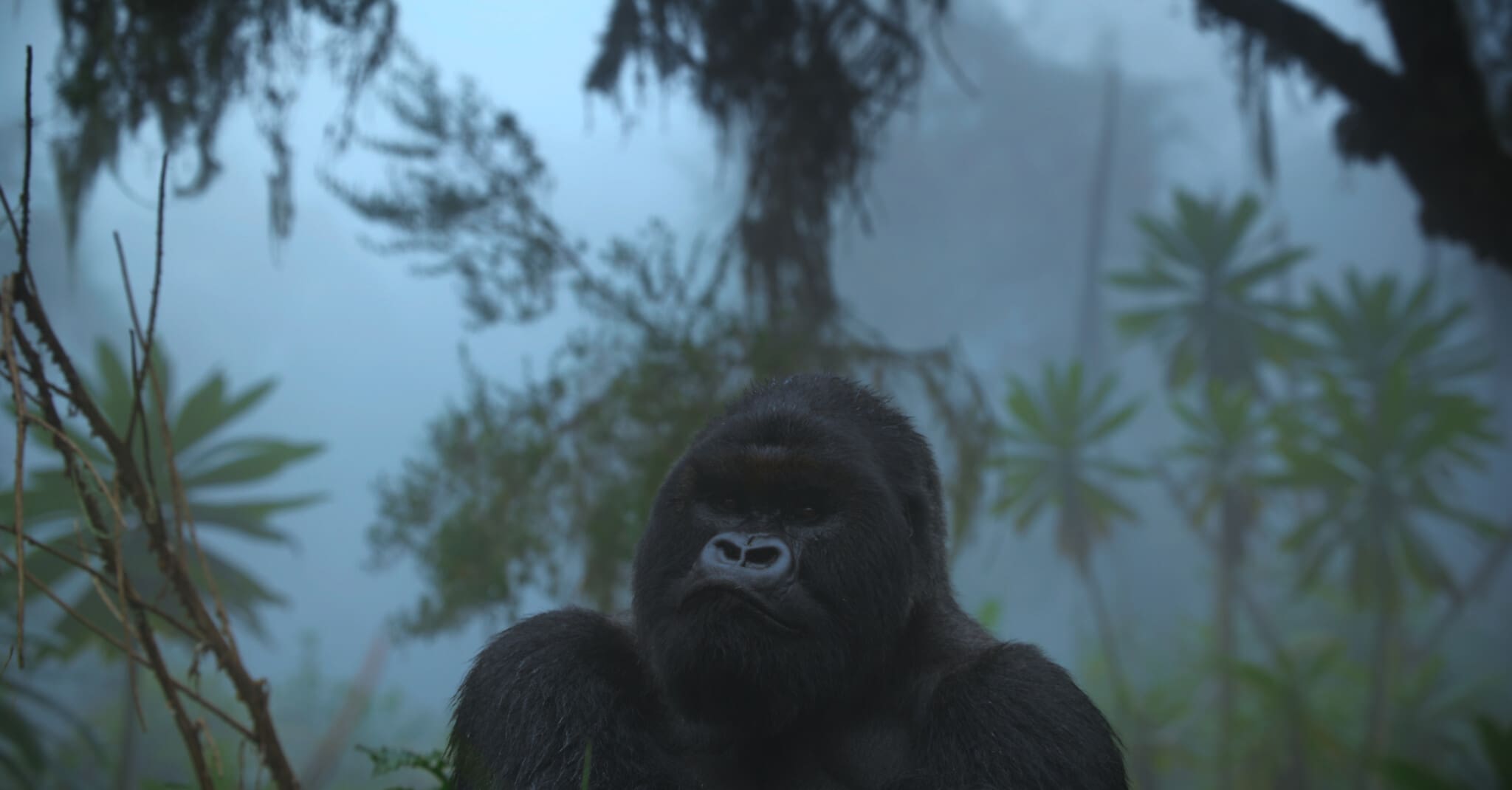 'A Gorilla Story: Told by David Attenborough' is Moving and ...